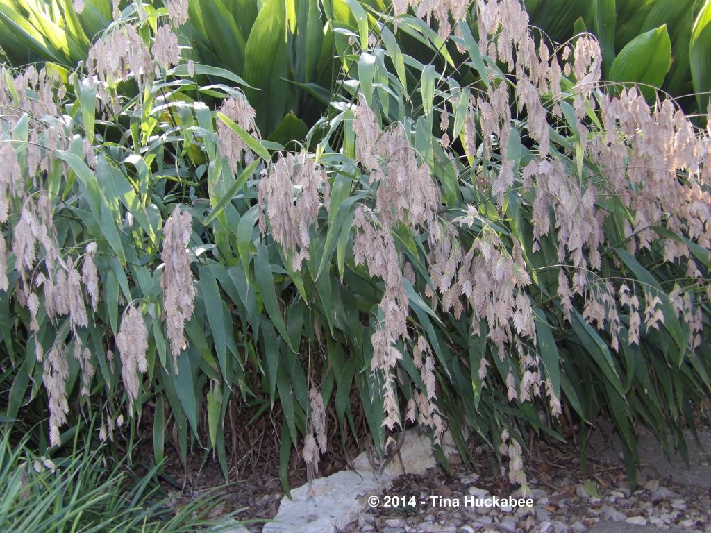 Inland Sea Oats (Chasmanthium latifolium): A Seasonal Look | My ...