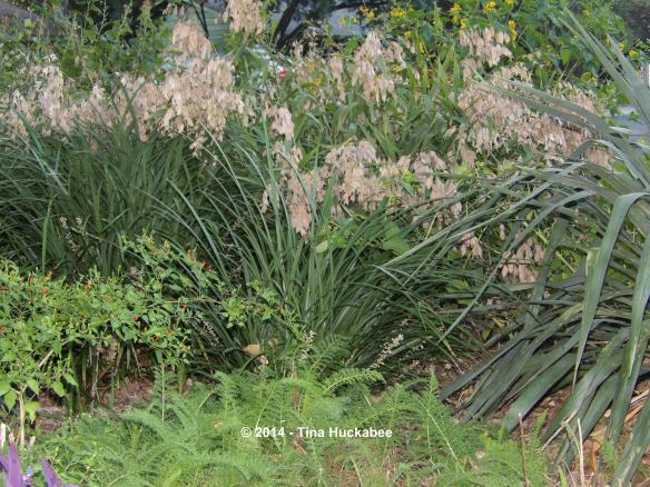 Inland Sea Oats (Chasmanthium latifolium): A Seasonal Look | My ...