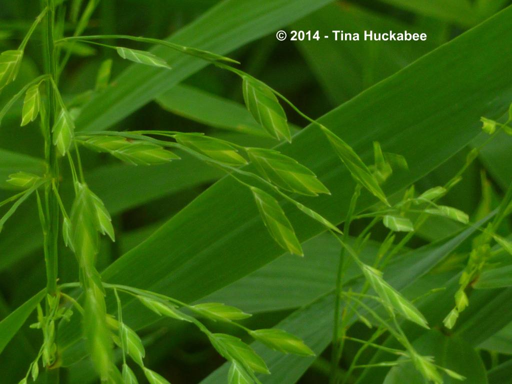 Inland Sea Oats (Chasmanthium latifolium): A Seasonal Look | My ...