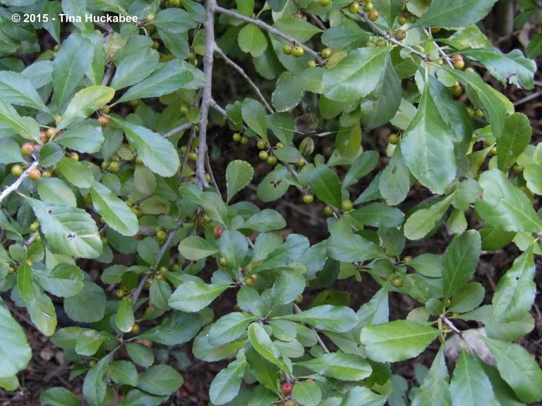 Possumhaw Holly (Ilex decidua): A Seasonal Look | My Gardener Says…