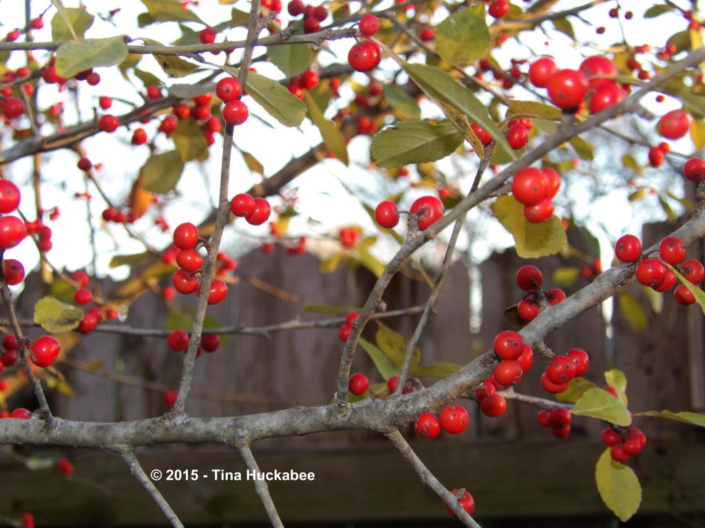 Possumhaw Holly (Ilex decidua): A Seasonal Look | My Gardener Says…