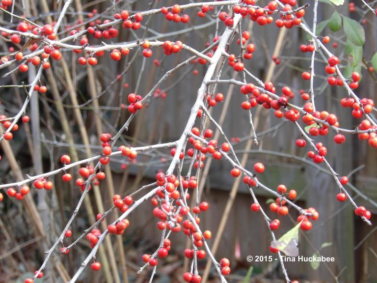Possumhaw Holly (Ilex decidua): A Seasonal Look | My Gardener Says…