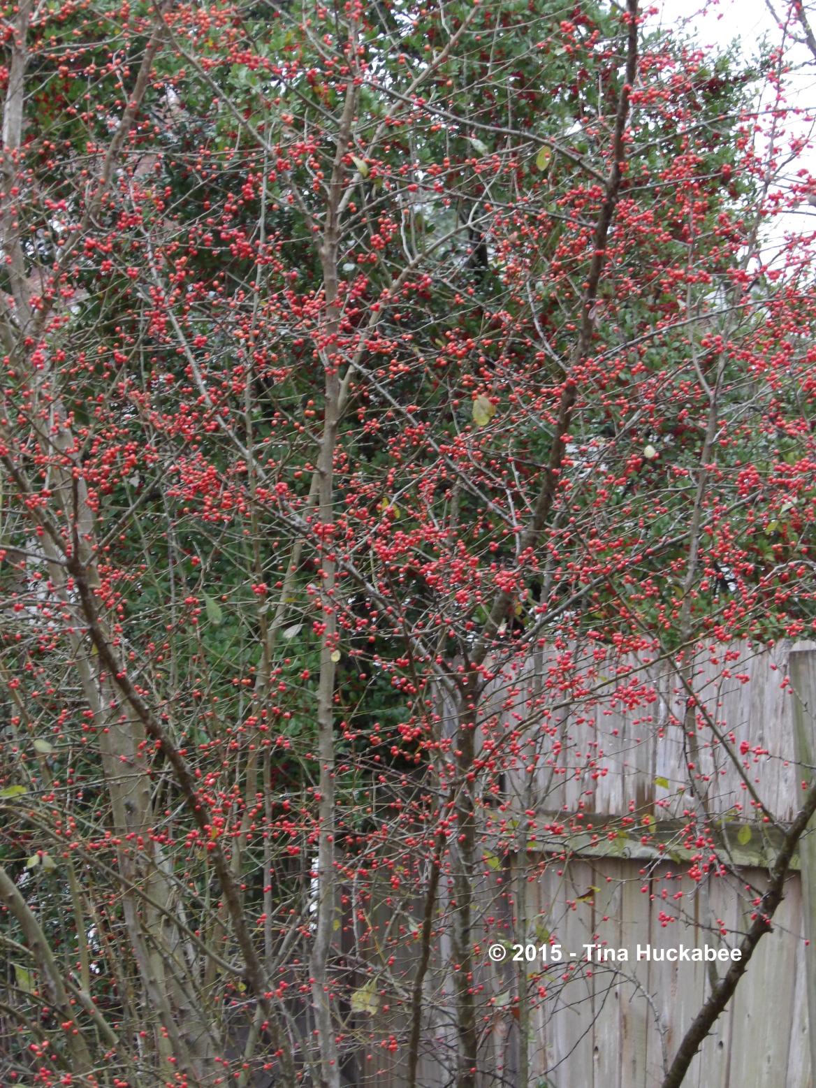 Possumhaw Holly (Ilex decidua): A Seasonal Look | My Gardener Says…