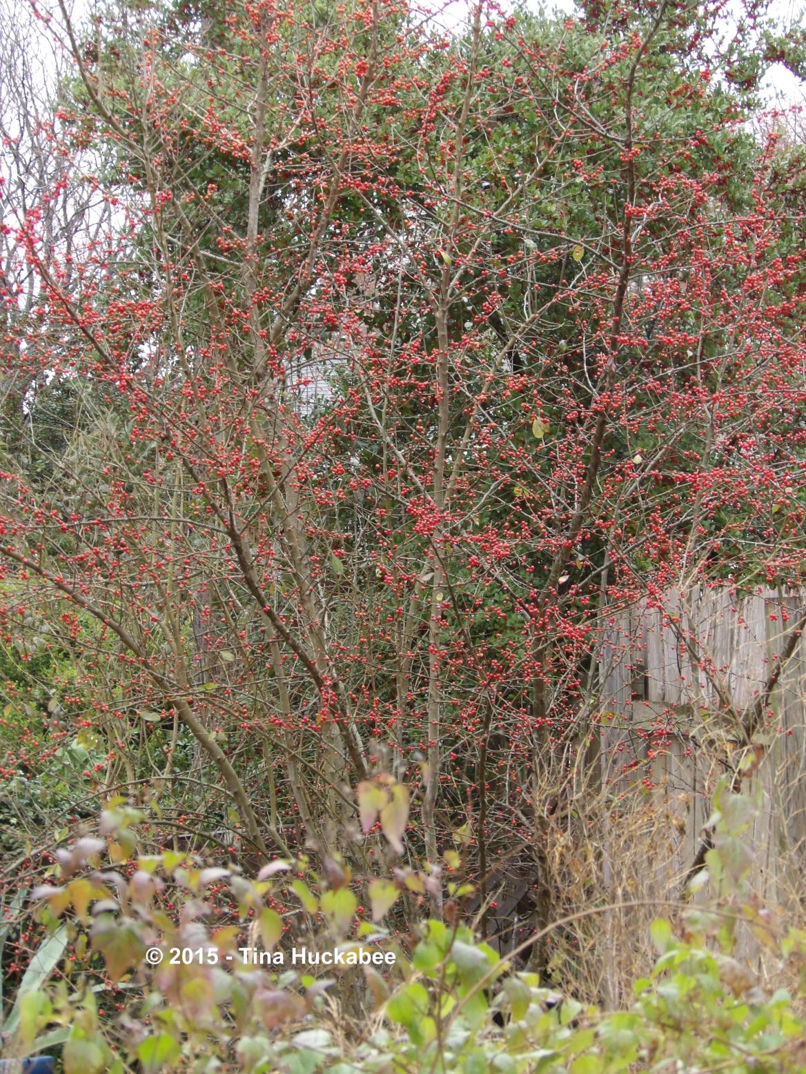 Possumhaw Holly (Ilex decidua): A Seasonal Look | My Gardener Says…