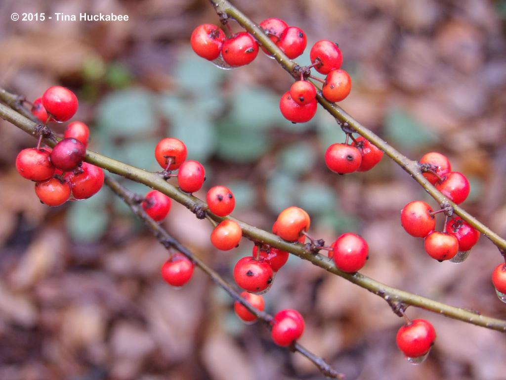 Possumhaw Holly (Ilex decidua): A Seasonal Look | My Gardener Says…