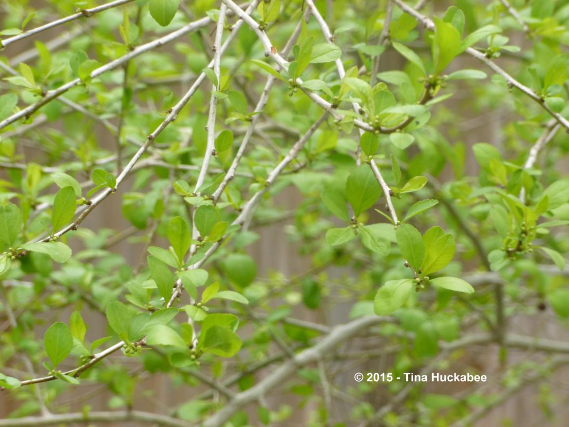 Possumhaw Holly (Ilex decidua): A Seasonal Look | My Gardener Says…
