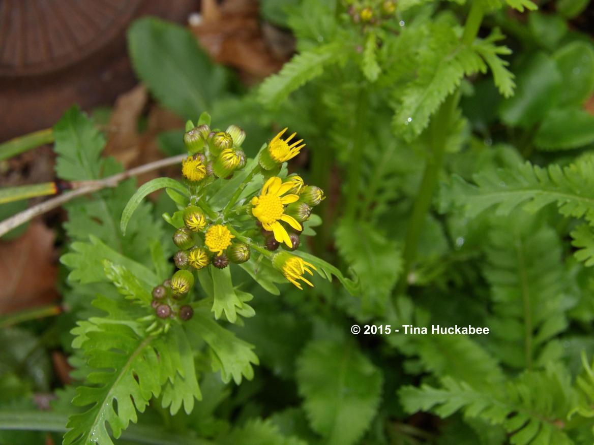 Columbine | My Gardener Says…