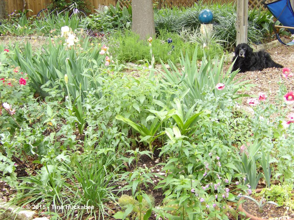 Spring Vignettes | My Gardener Says…