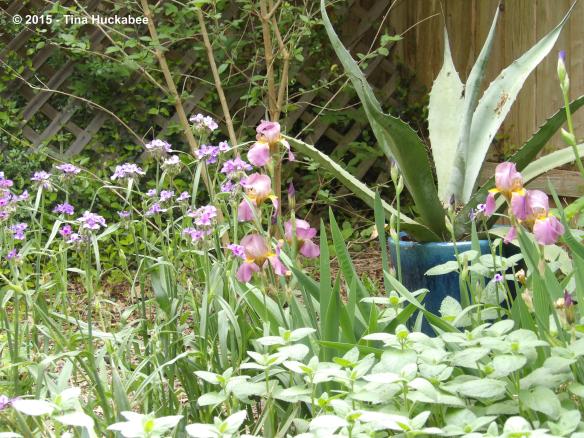 Spring Vignettes | My Gardener Says…