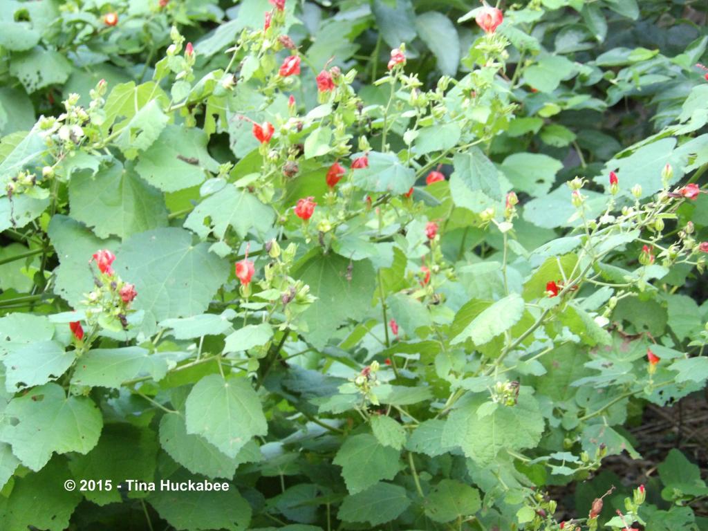Turk’s Cap (Malvaviscus arboreus var. drummondii): A Seasonal Look | My ...