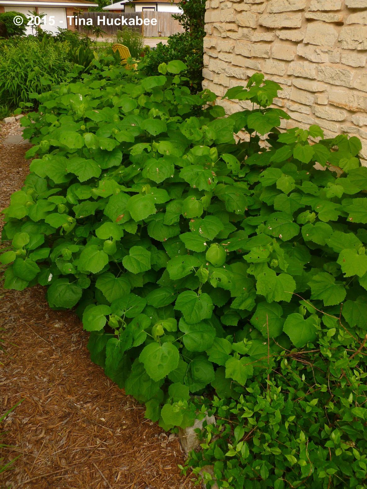 Turk’s Cap (Malvaviscus arboreus var. drummondii): A Seasonal Look | My ...