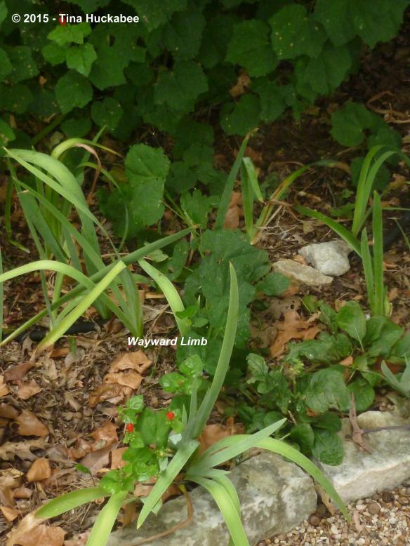 Turk’s Cap (Malvaviscus arboreus var. drummondii): A Seasonal Look | My ...