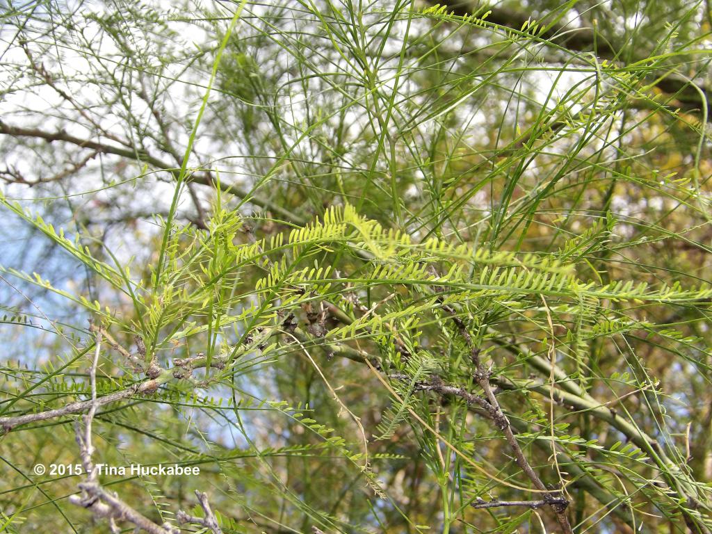 Retama (Parkinsonia aculeata): A Seasonal Look | My Gardener Says…