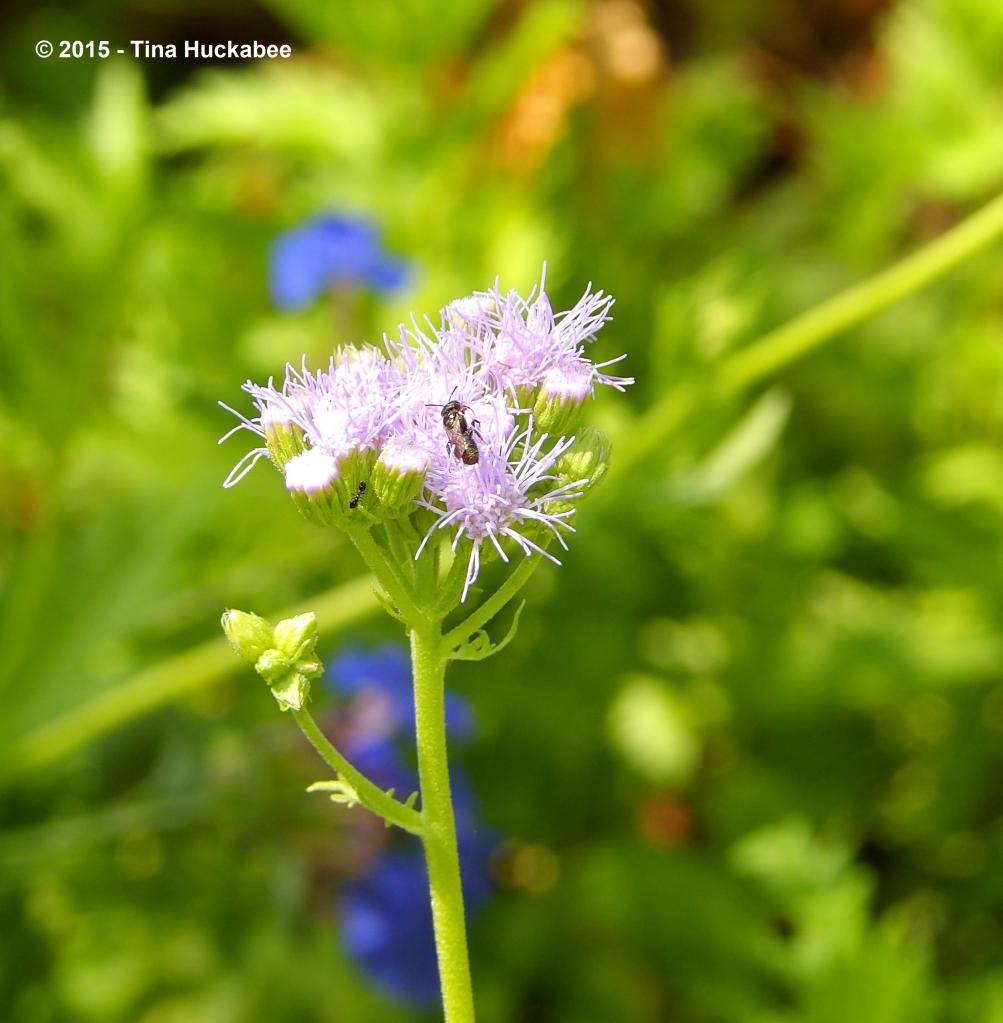 Gregg’s Mistflower (Conoclinium greggii): A Seasonal Look | My Gardener ...