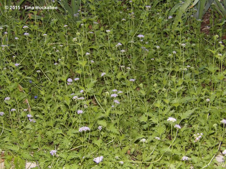 Gregg’s Mistflower (Conoclinium greggii): A Seasonal Look | My Gardener ...