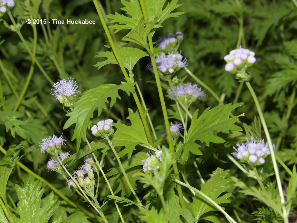 Gregg’s Mistflower (Conoclinium greggii): A Seasonal Look | My Gardener ...