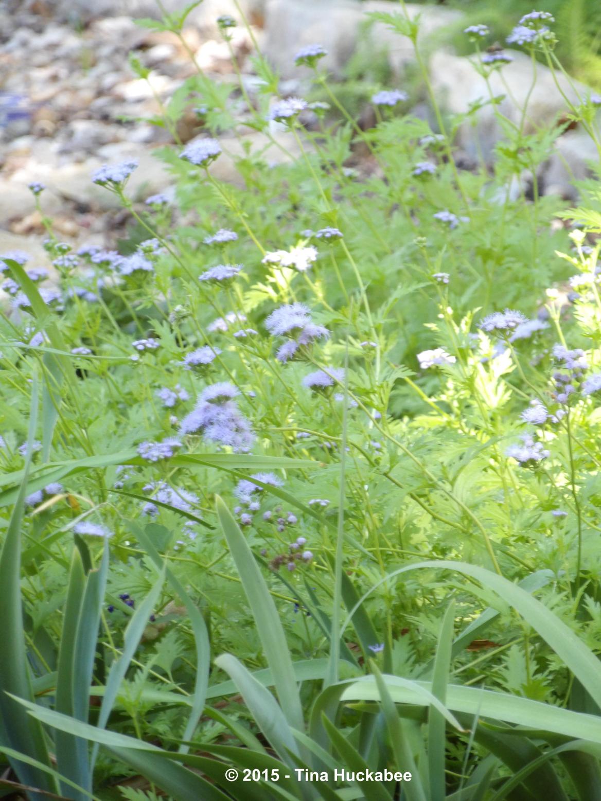 Gregg’s Mistflower (Conoclinium greggii): A Seasonal Look | My Gardener ...