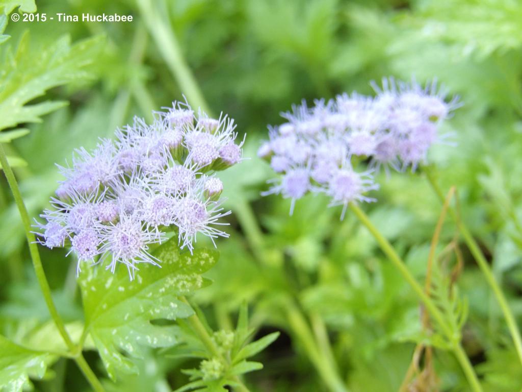 Gregg’s Mistflower (Conoclinium greggii): A Seasonal Look | My Gardener ...