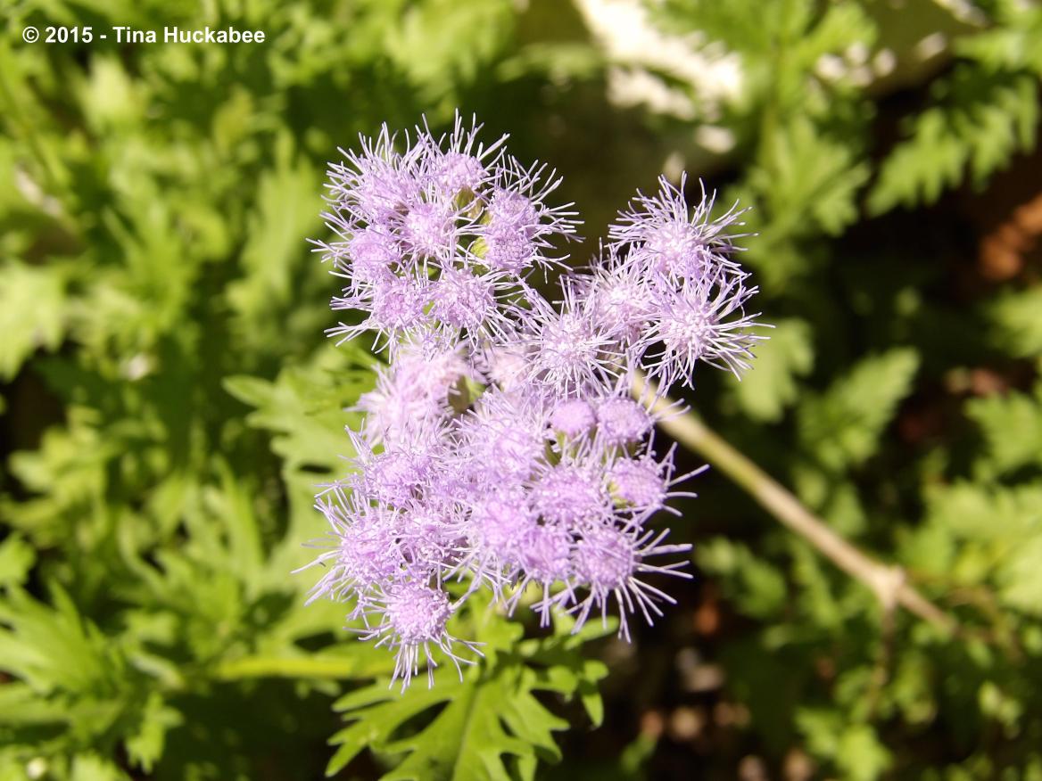 Gregg’s Mistflower (Conoclinium greggii): A Seasonal Look | My Gardener ...