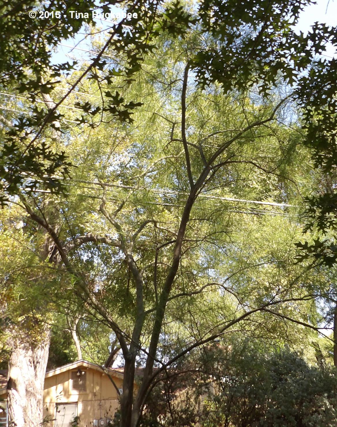 Retama (Parkinsonia aculeata): A Seasonal Look | My Gardener Says…