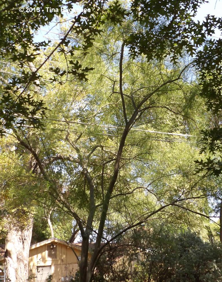 Retama (Parkinsonia aculeata): A Seasonal Look | My Gardener Says…