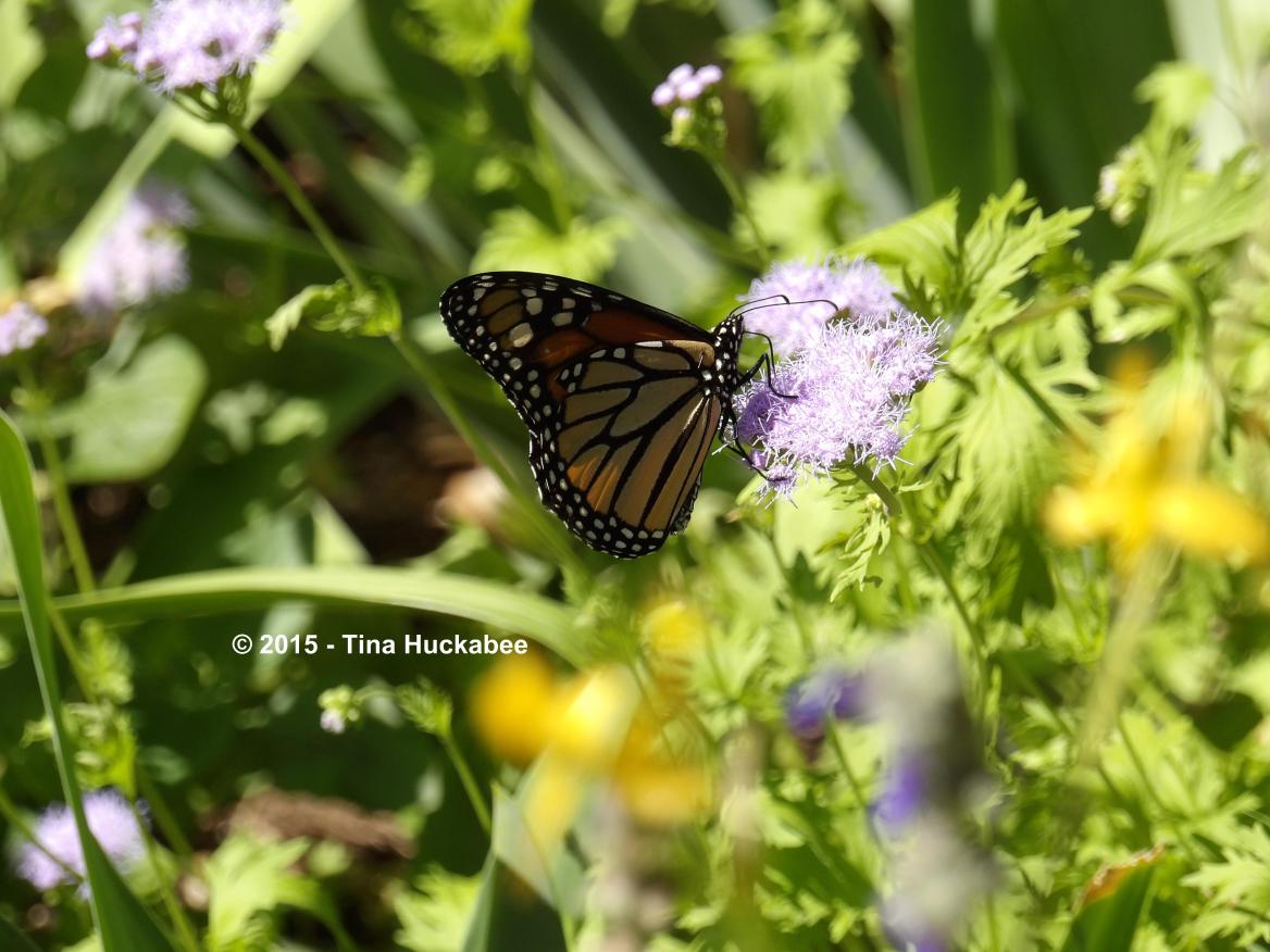 Gregg’s Mistflower (Conoclinium greggii): A Seasonal Look | My Gardener ...
