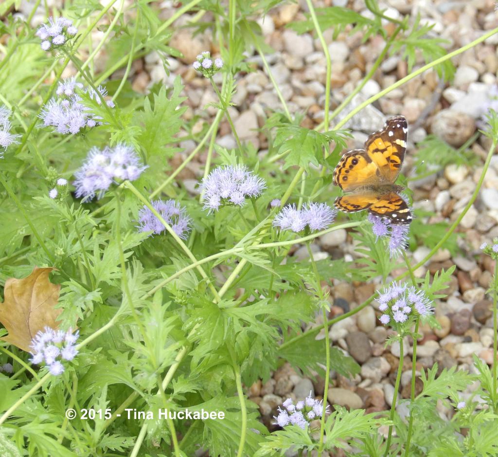 Gregg’s Mistflower (Conoclinium greggii): A Seasonal Look | My Gardener ...