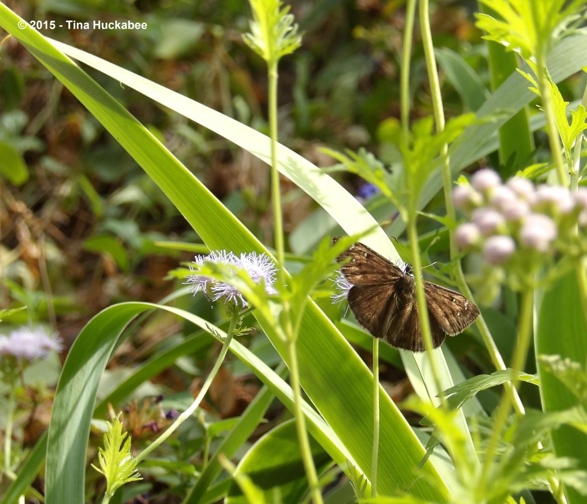Gregg’s Mistflower (Conoclinium greggii): A Seasonal Look | My Gardener ...