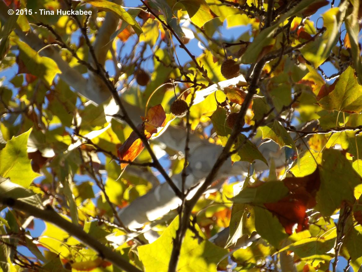 American Sycamore | My Gardener Says…