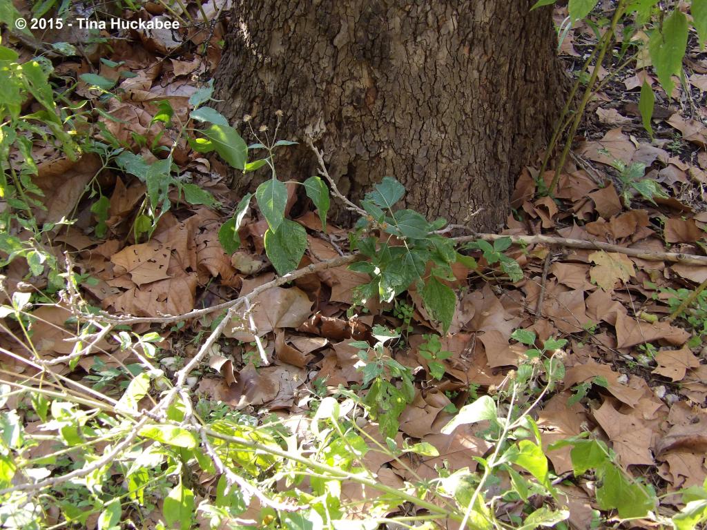 American Sycamore | My Gardener Says…