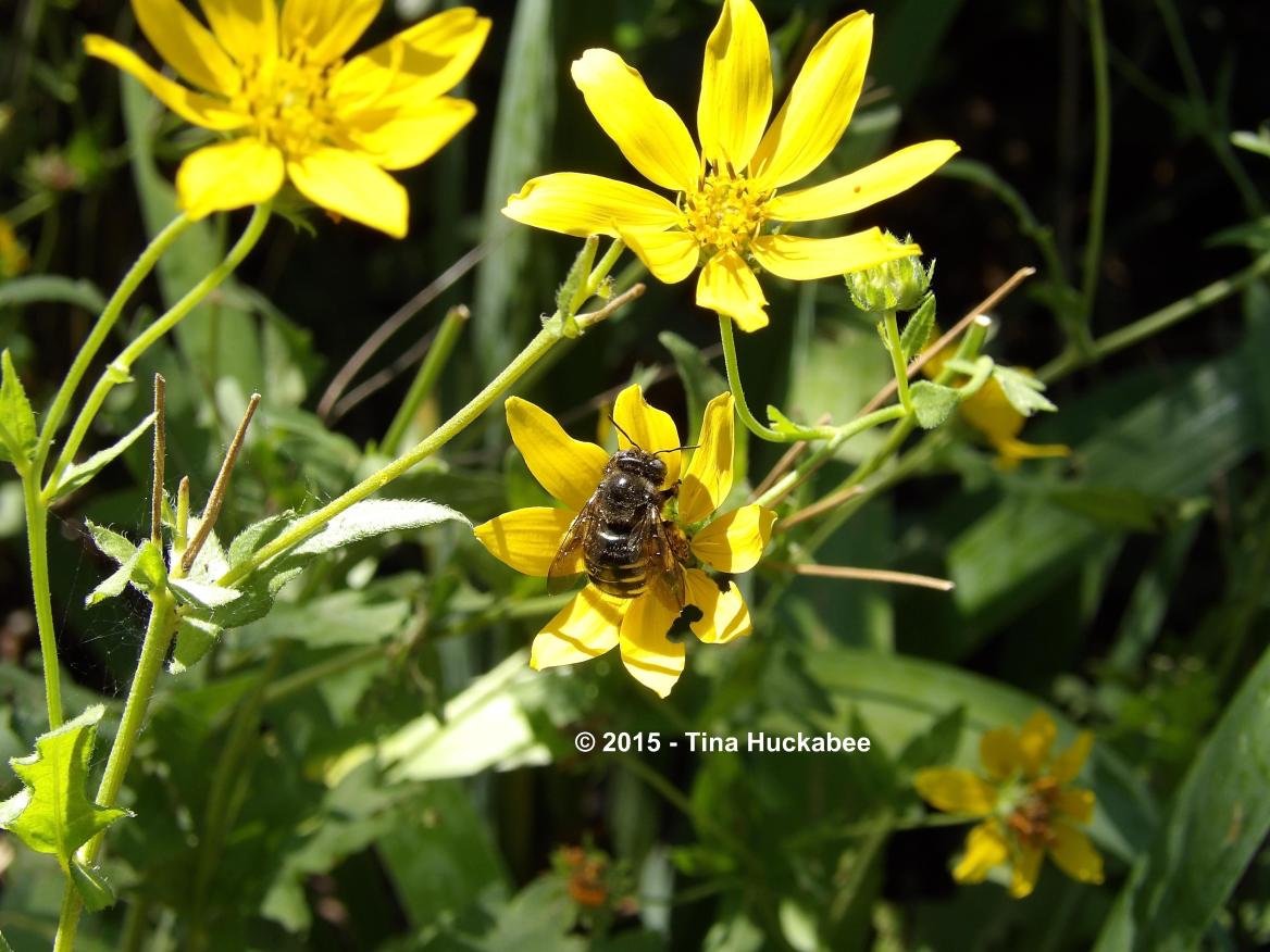Wildlife Wednesday, February 2016: Bee House Buzz | My Gardener Says…