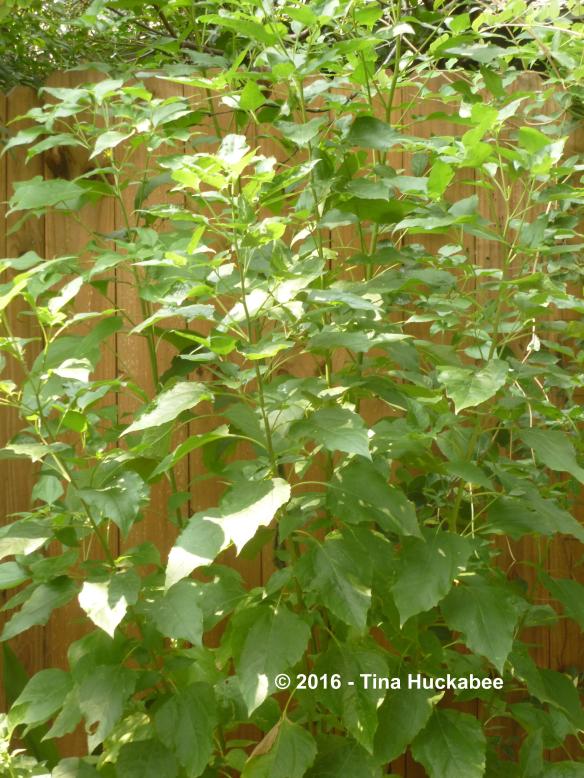 Goldeneye (Viguiera dentata): A Seasonal Look | My Gardener Says…