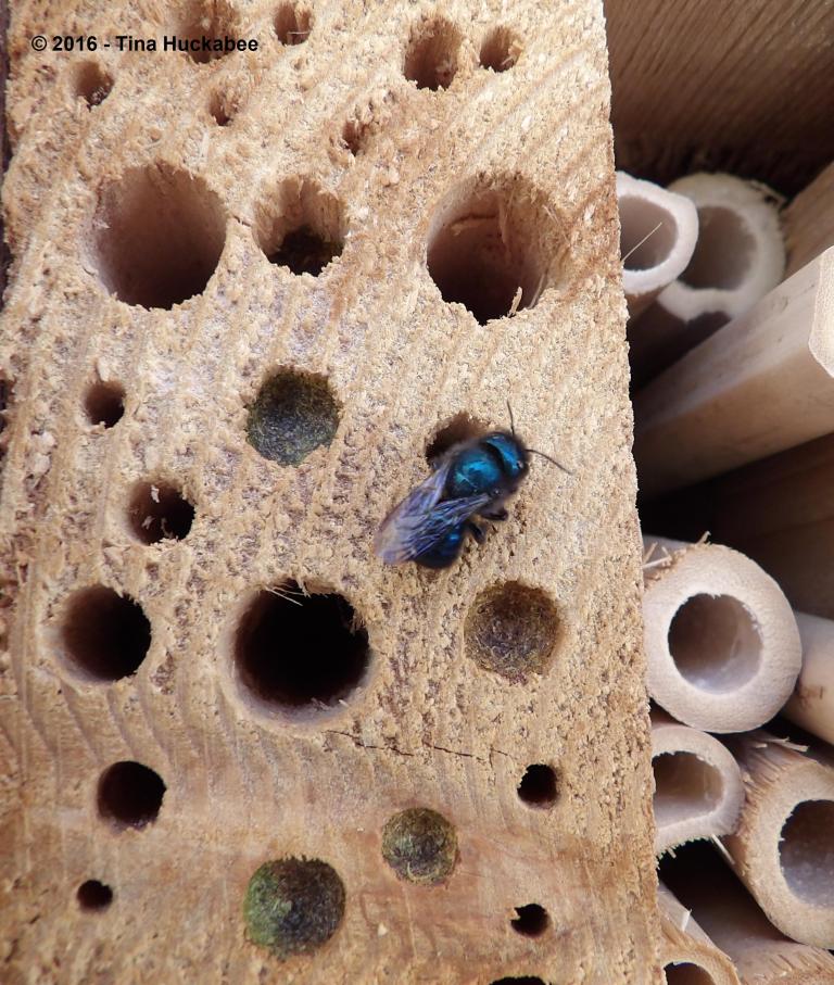 Texas Native Bees | My Gardener Says…