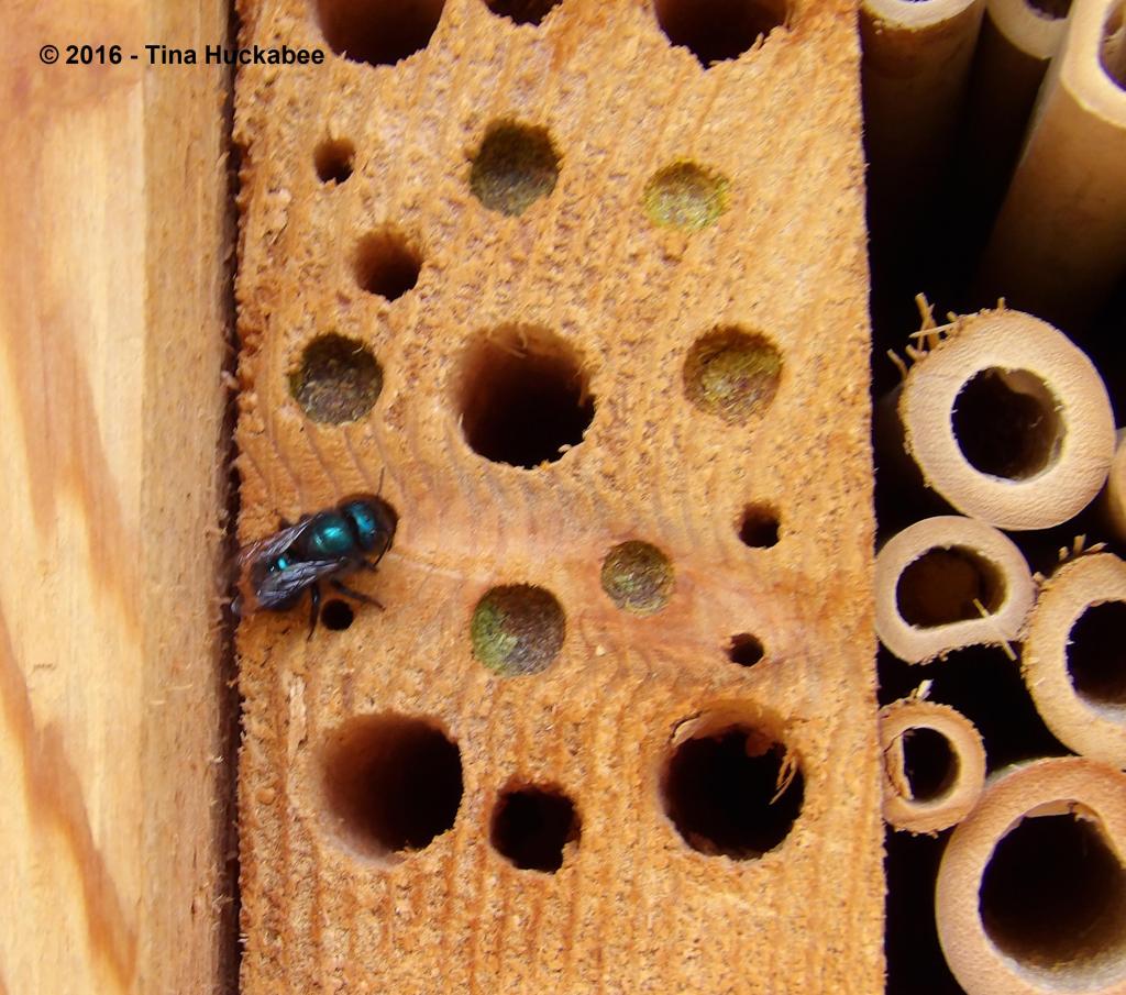 Texas Native Bees | My Gardener Says…