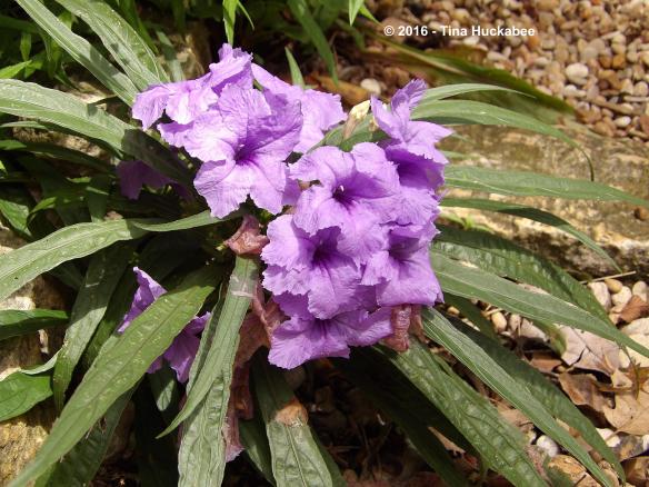 Katie’s Dwarf Ruellia | My Gardener Says…