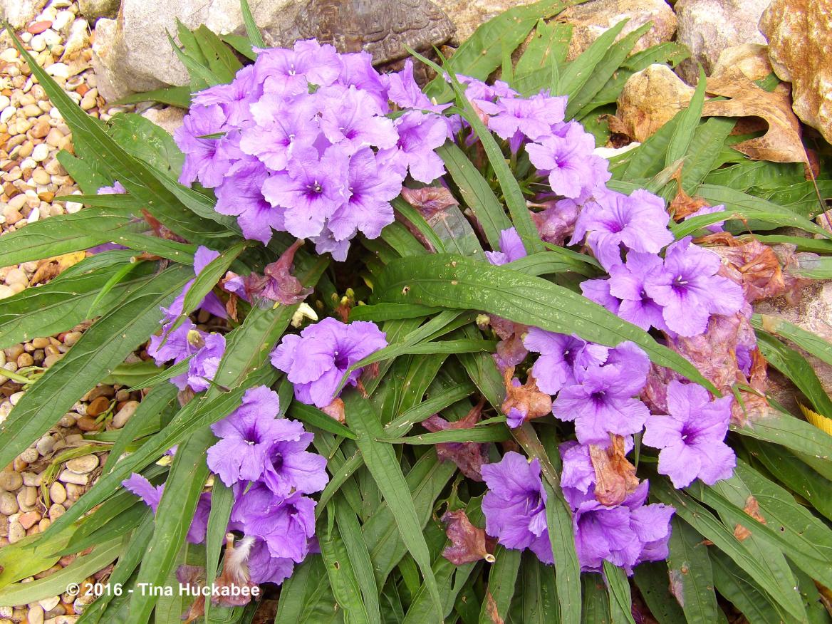 Katie’s Dwarf Ruellia | My Gardener Says…