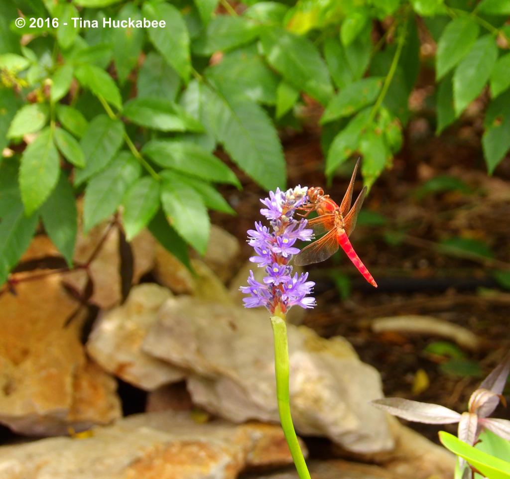 Katie’s Dwarf Ruellia | My Gardener Says…