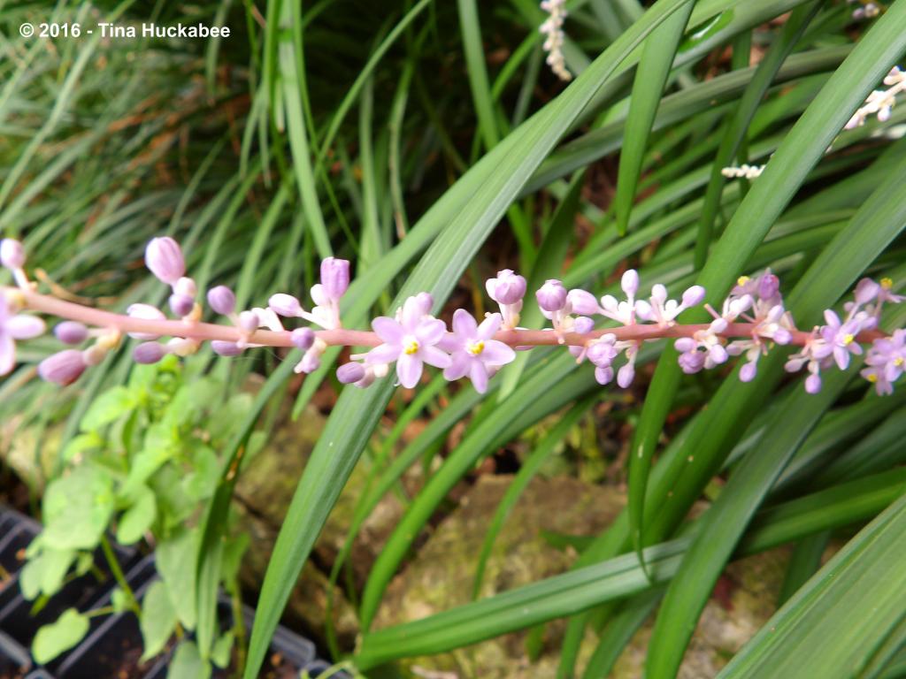Katie’s Dwarf Ruellia | My Gardener Says…
