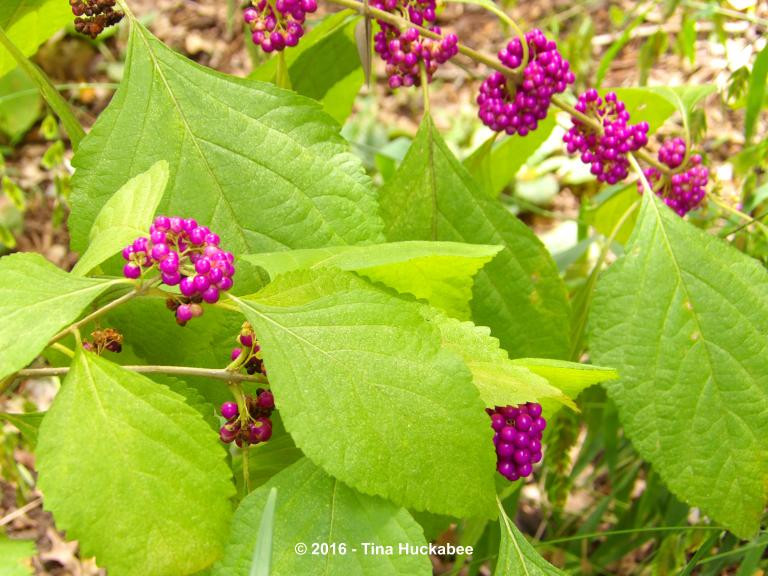 Katie’s Dwarf Ruellia | My Gardener Says…