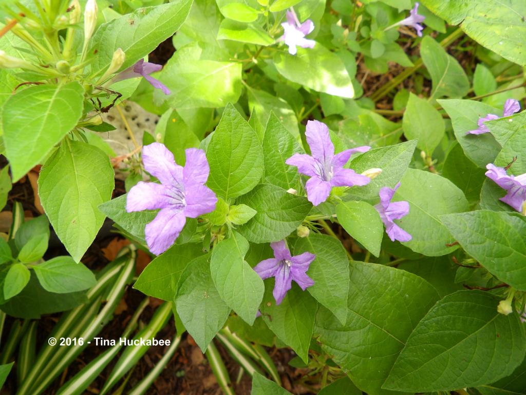 Katie’s Dwarf Ruellia | My Gardener Says…