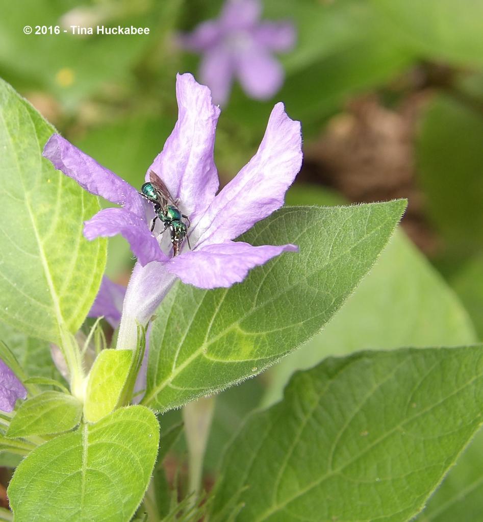 Katie’s Dwarf Ruellia | My Gardener Says…