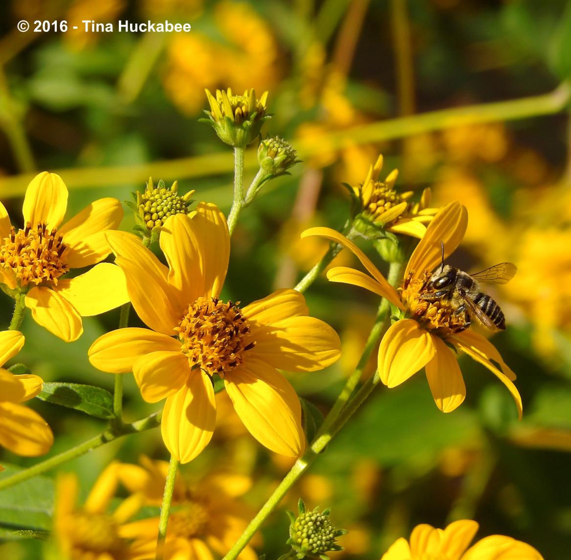 Texas Native Plants Week | My Gardener Says…