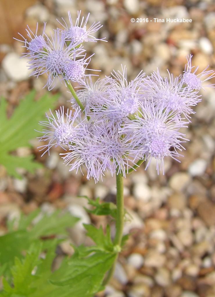 Texas Native Plants Week | My Gardener Says…