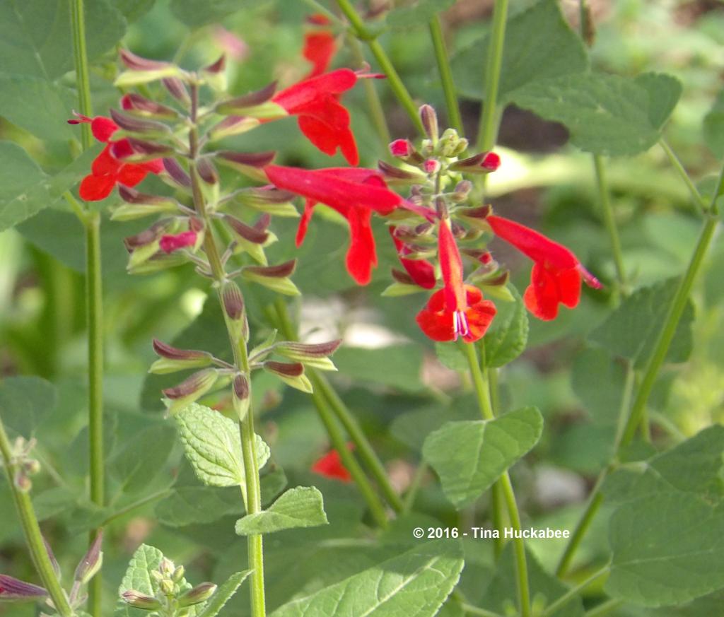 Texas Native Plants Week | My Gardener Says…