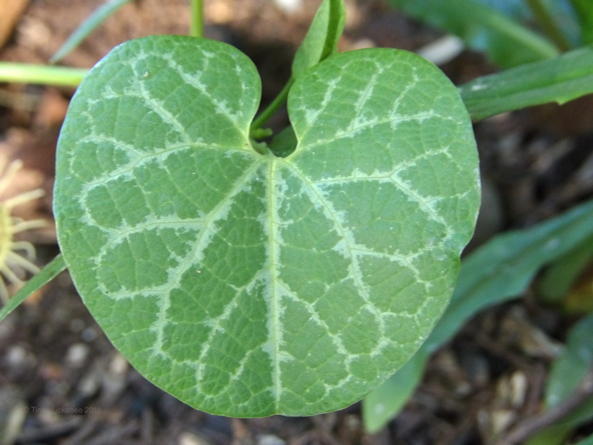 Pipe(vine) Dream | My Gardener Says…