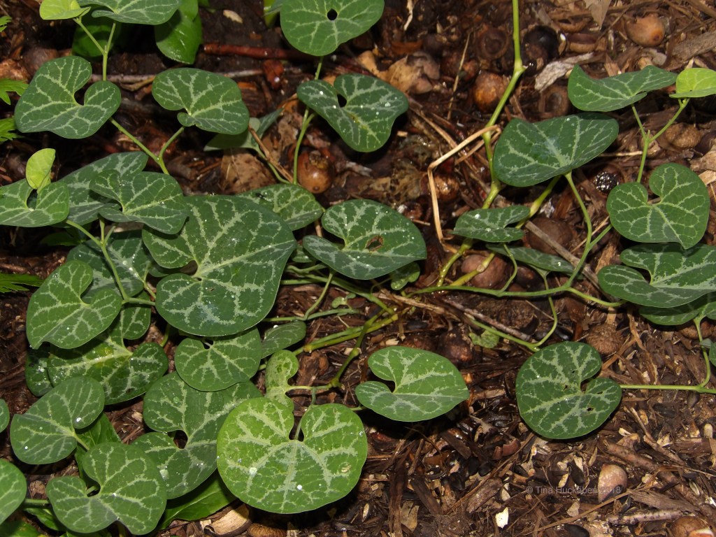 Pipe(vine) Dream | My Gardener Says…