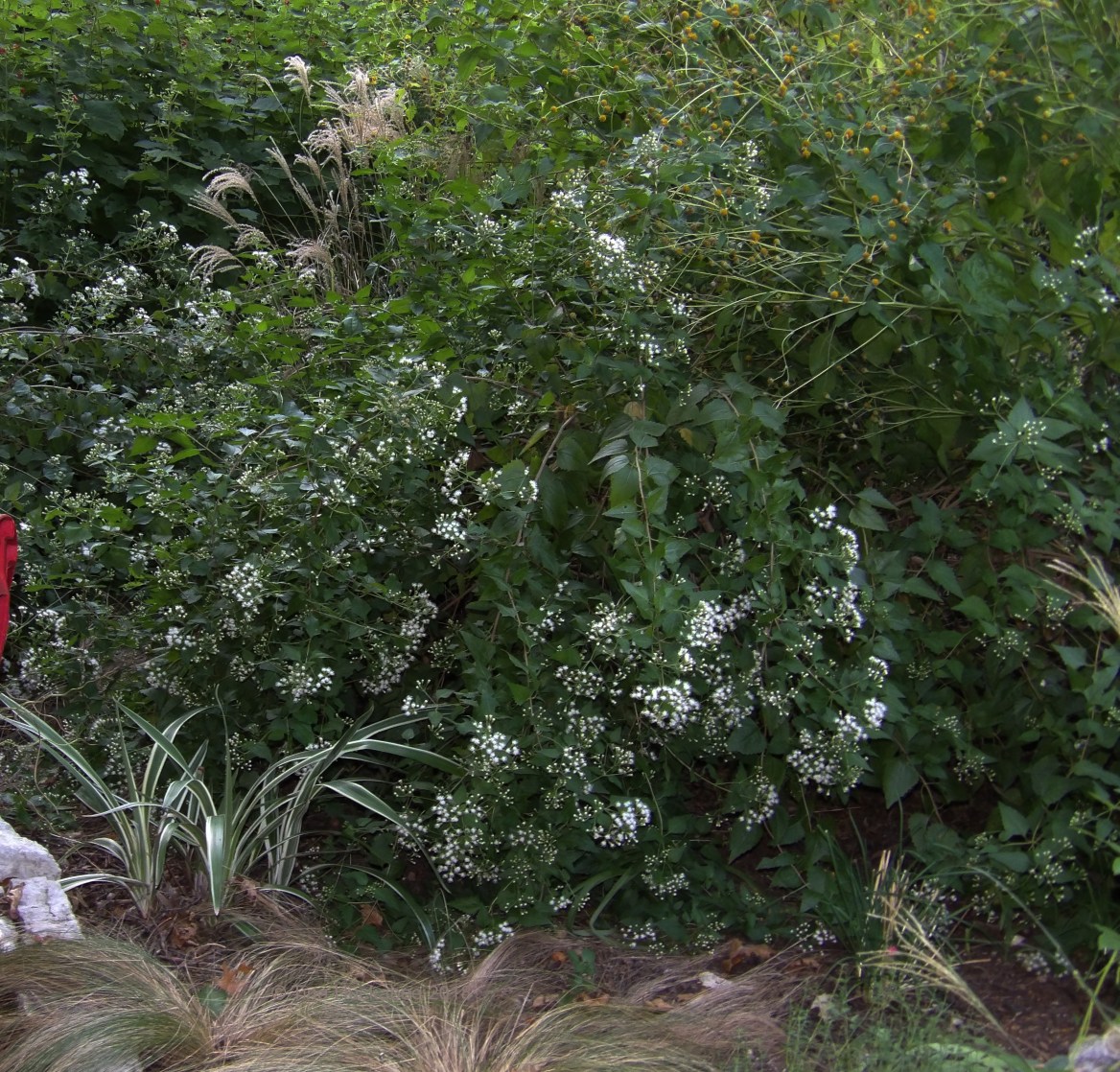 Xeric plants | My Gardener Says…