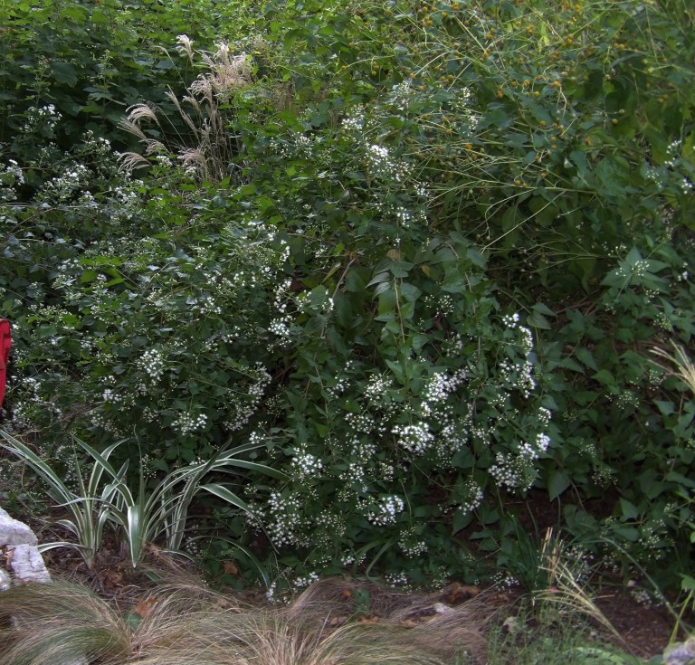 White mistflower, Shrubby boneset (Ageratina havanensis): A Seasonal ...