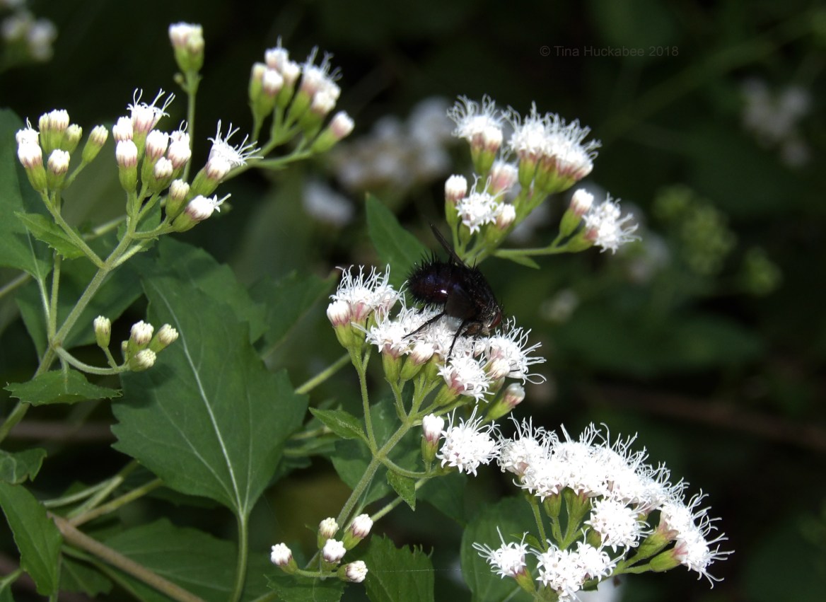 White mistflower, Shrubby boneset (Ageratina havanensis): A Seasonal ...