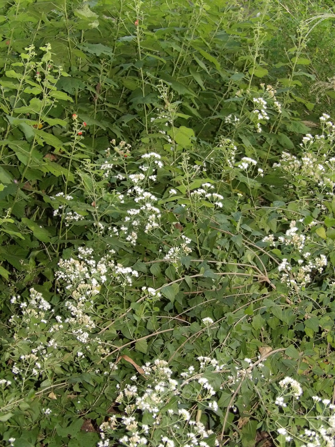 Xeric plants | My Gardener Says…